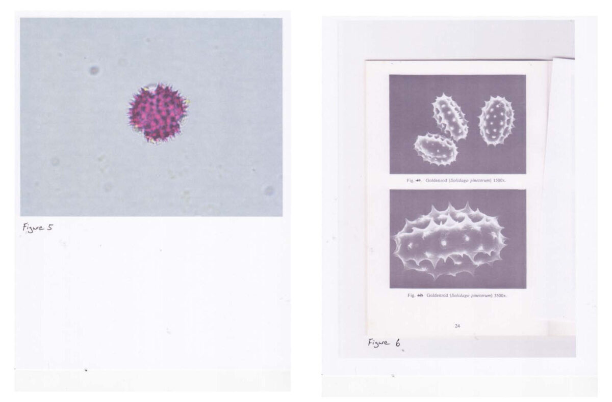Identifying Pollen to Improve Honeybee Health - SARE Southern