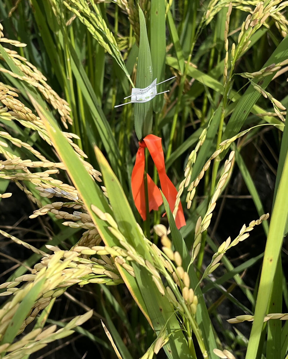 Exploring a Biological Control Method for Organic Rice in Southern ...