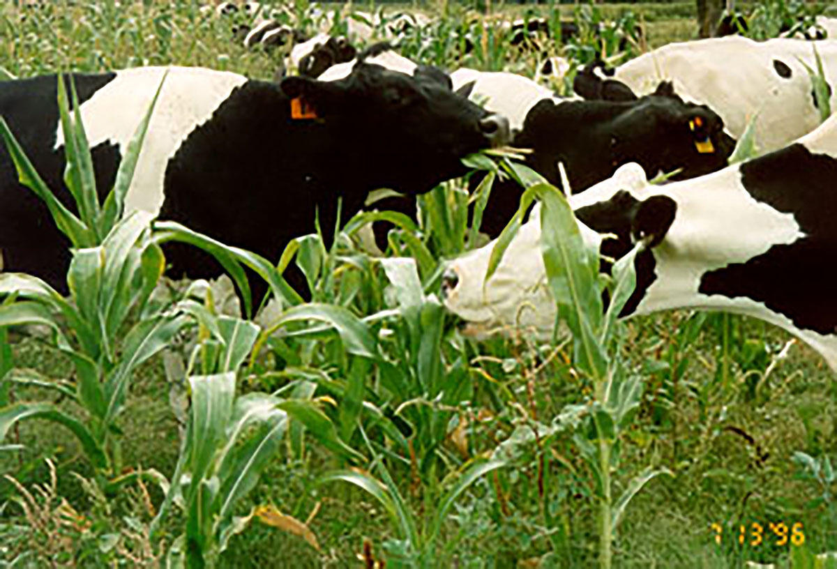 Tom Trantham Blazed a Sustainable Ag Trail for Small Livestock ...