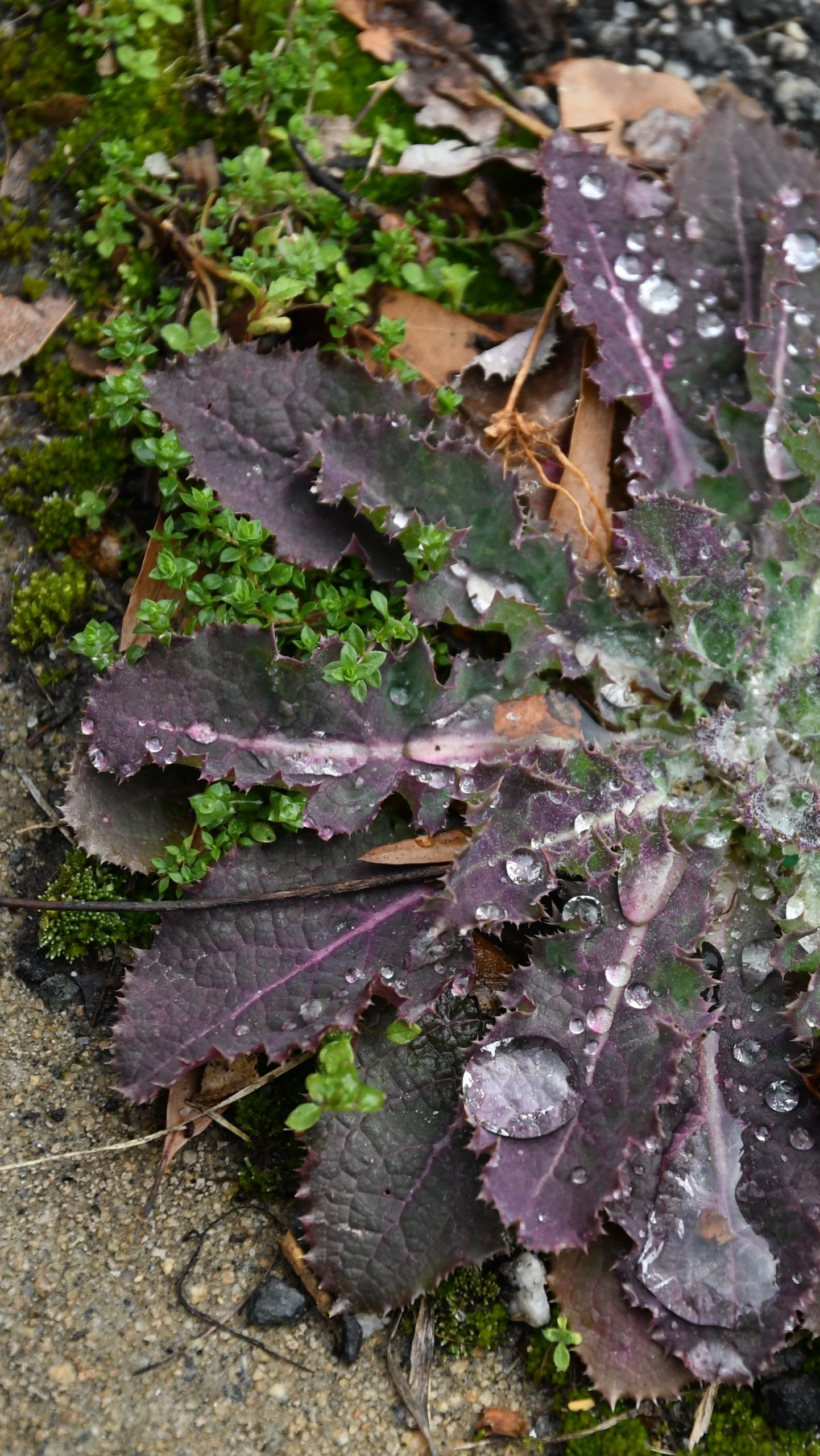 Southern SARE Documents - SARE Southern