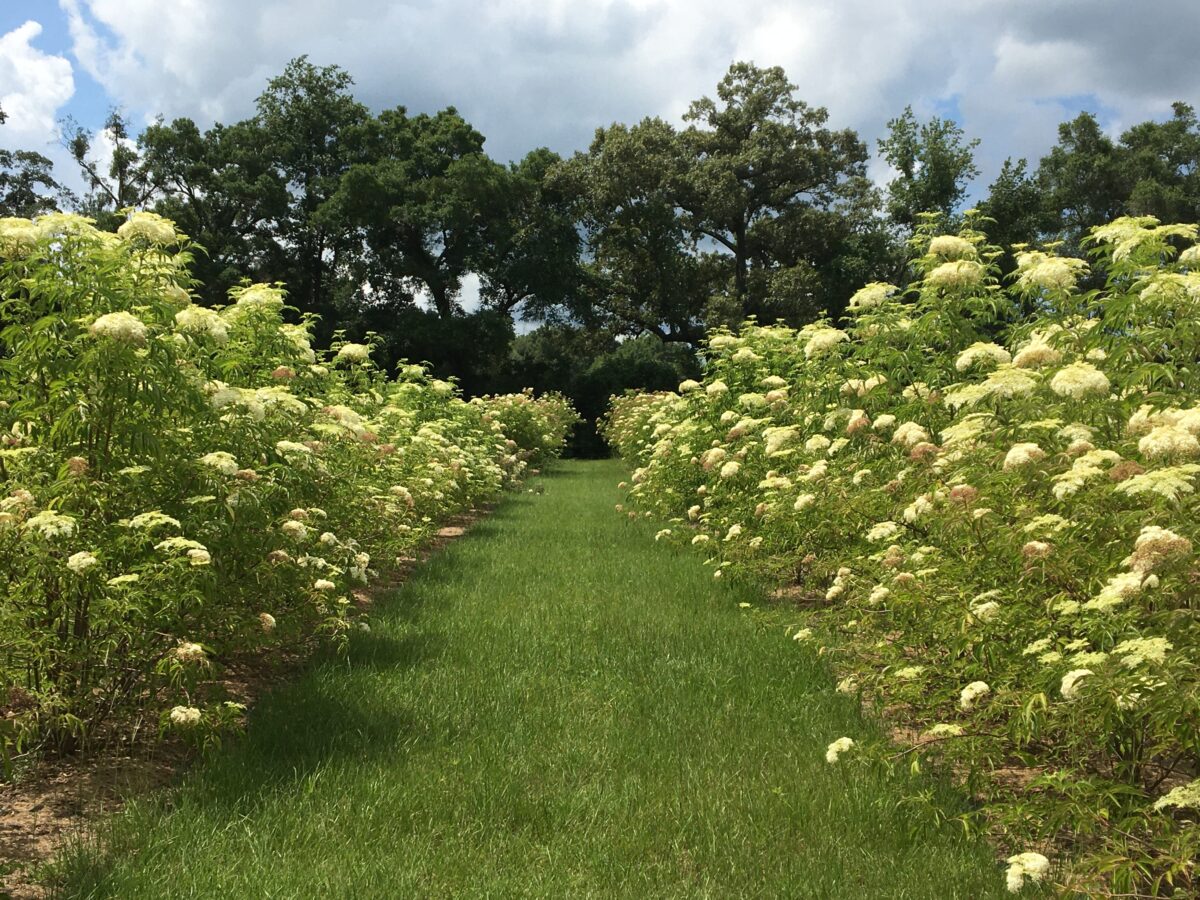 Farmers Testing Elderberry Varieties for Florida Cultivation - SARE ...
