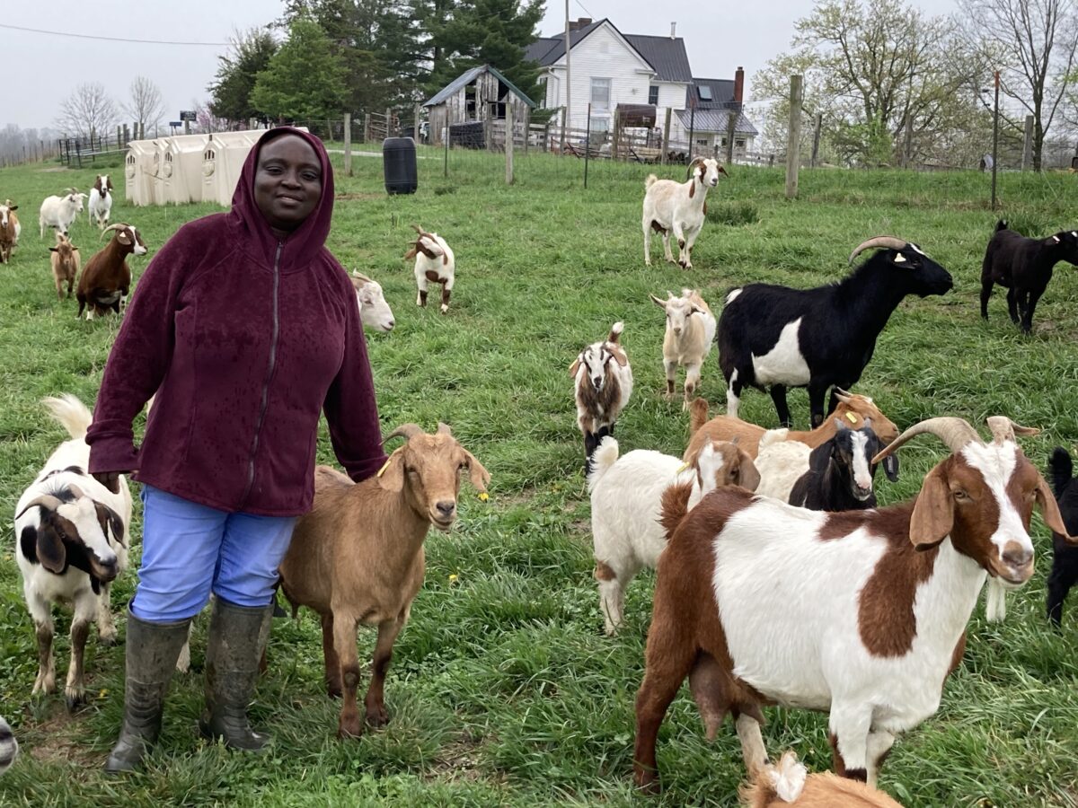 Kentucky Farmer Testing Warm-Season Grasses as Forages for Meat Goats ...