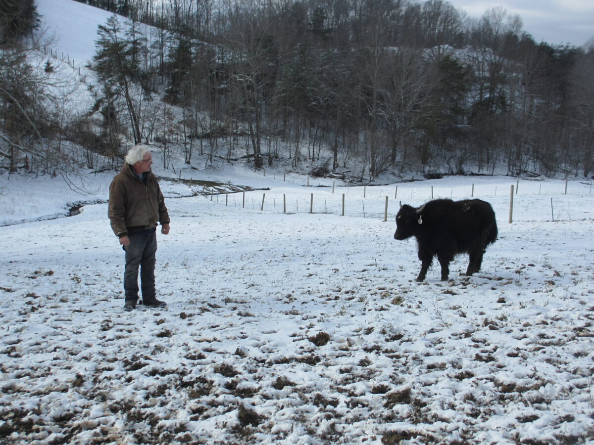 Adding Livestock Farm Diversification with Yaks - SARE Southern