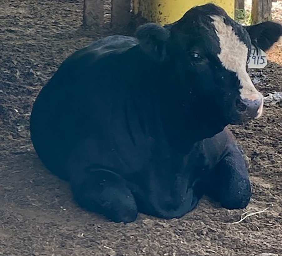 Kentucky Livestock Farmers Testing Bale Grazing for Winter Feeding ...
