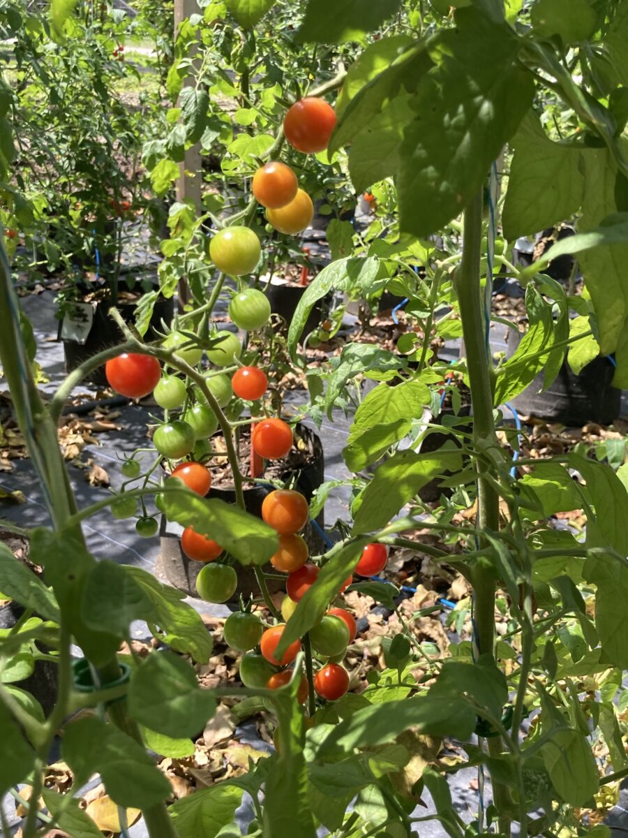 Southern SARE Home Page - SARE Southern