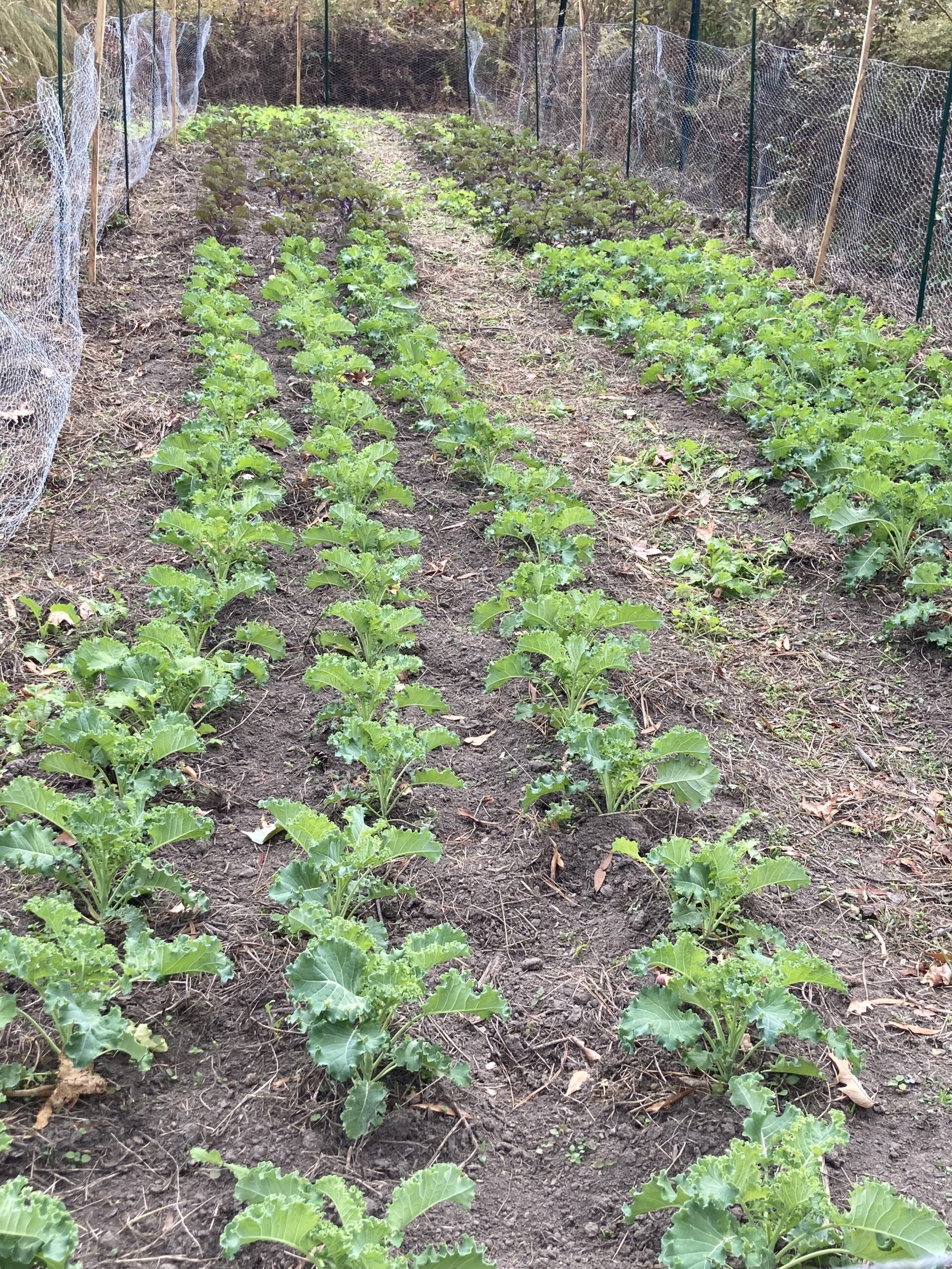 Using Native Plants as a Cover Crop for Soil and Vegetable Production ...