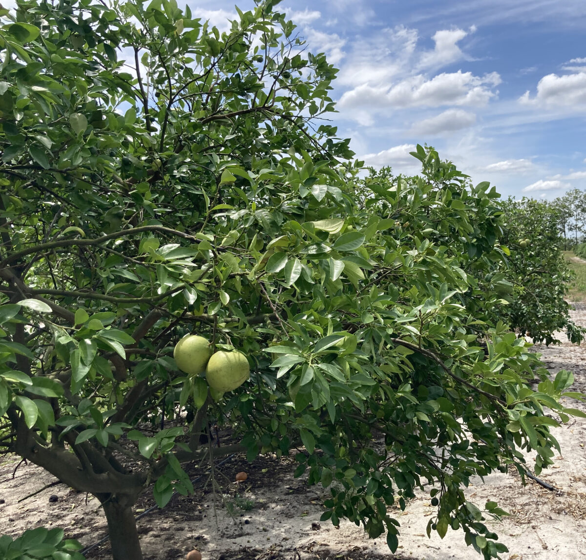Zeroing in on Nutritional Needs to More Effectively Manage Citrus ...