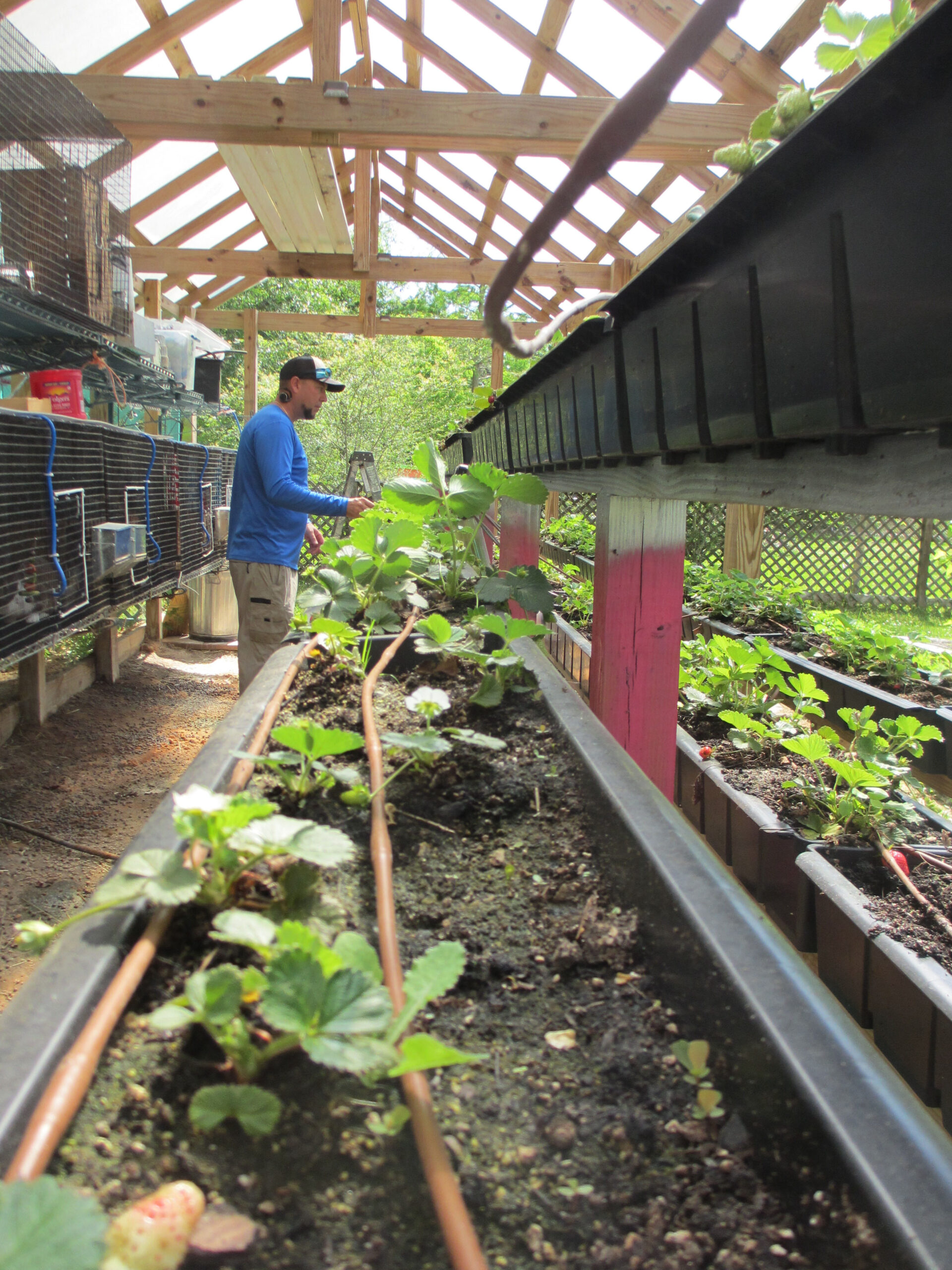 Mississippi Farmer Optimizing Animal/Crop Production in a Unique ...