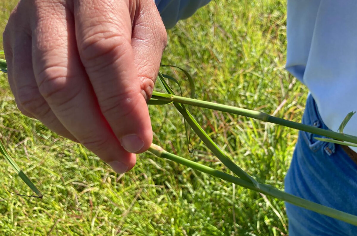 Warm Season Limpograss Bridges the Forage Gap for Fall Grazing in ...