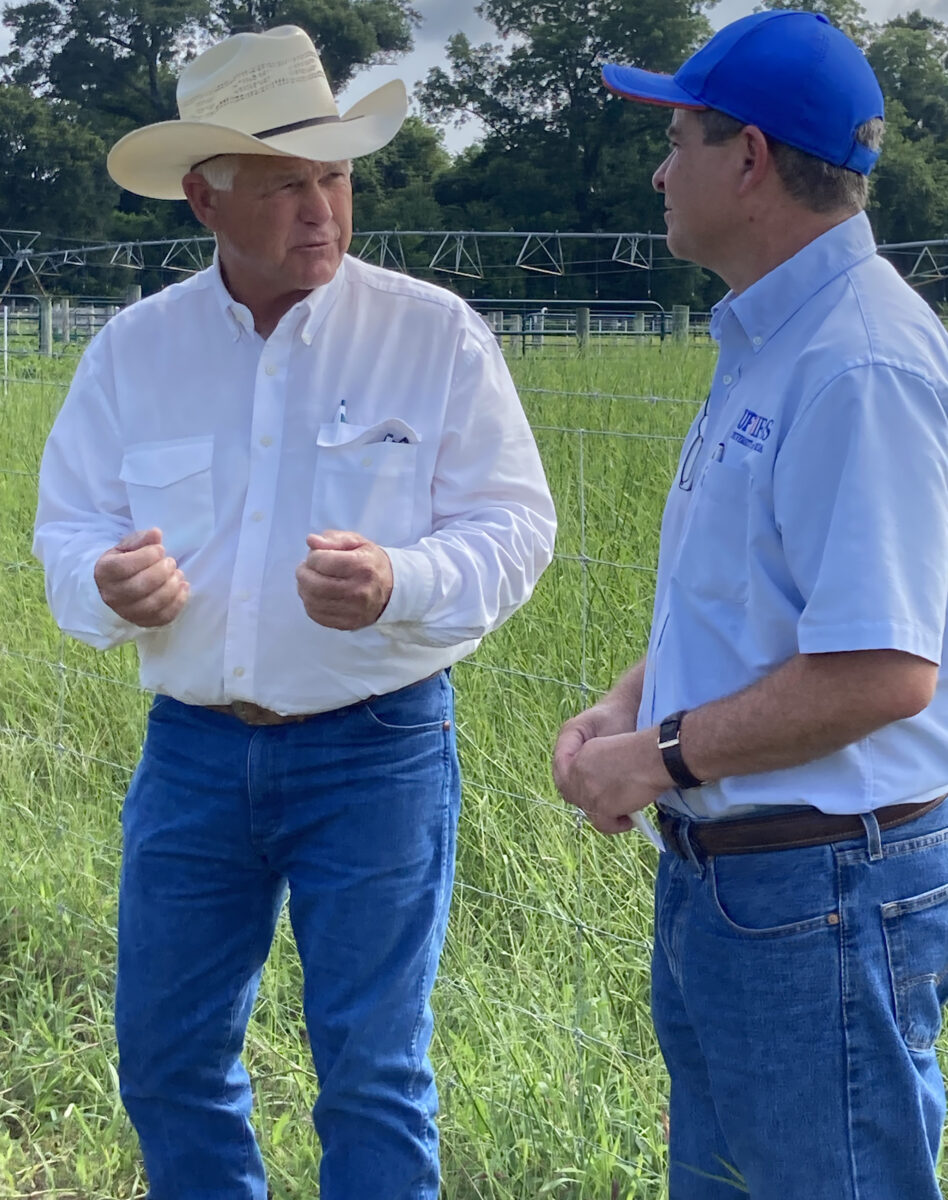 Warm Season Limpograss Bridges the Forage Gap for Fall Grazing in ...