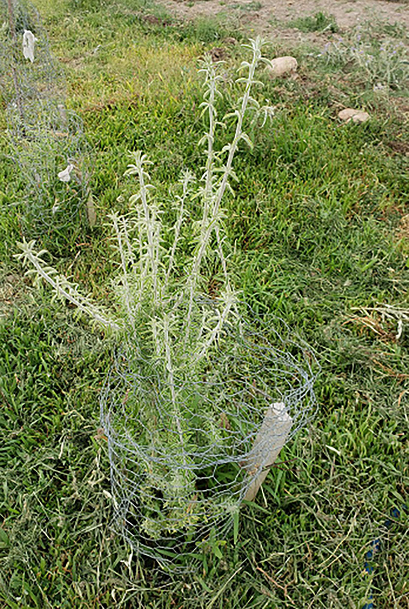 Drought-tolerant Feed Alternatives for Small Ruminants in Arid Texas ...