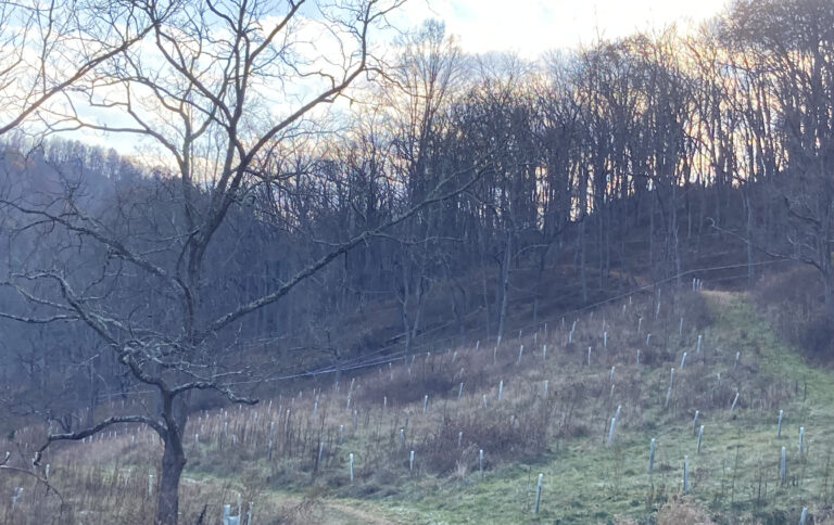Getting the Most Sap from Each Tap in Black Walnut Syrup Production ...