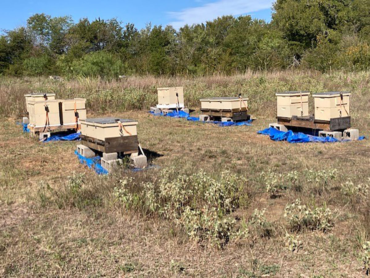 Texas Beekeeper Rethinking Bee Hive Boxes for More Honey and Better Bee ...